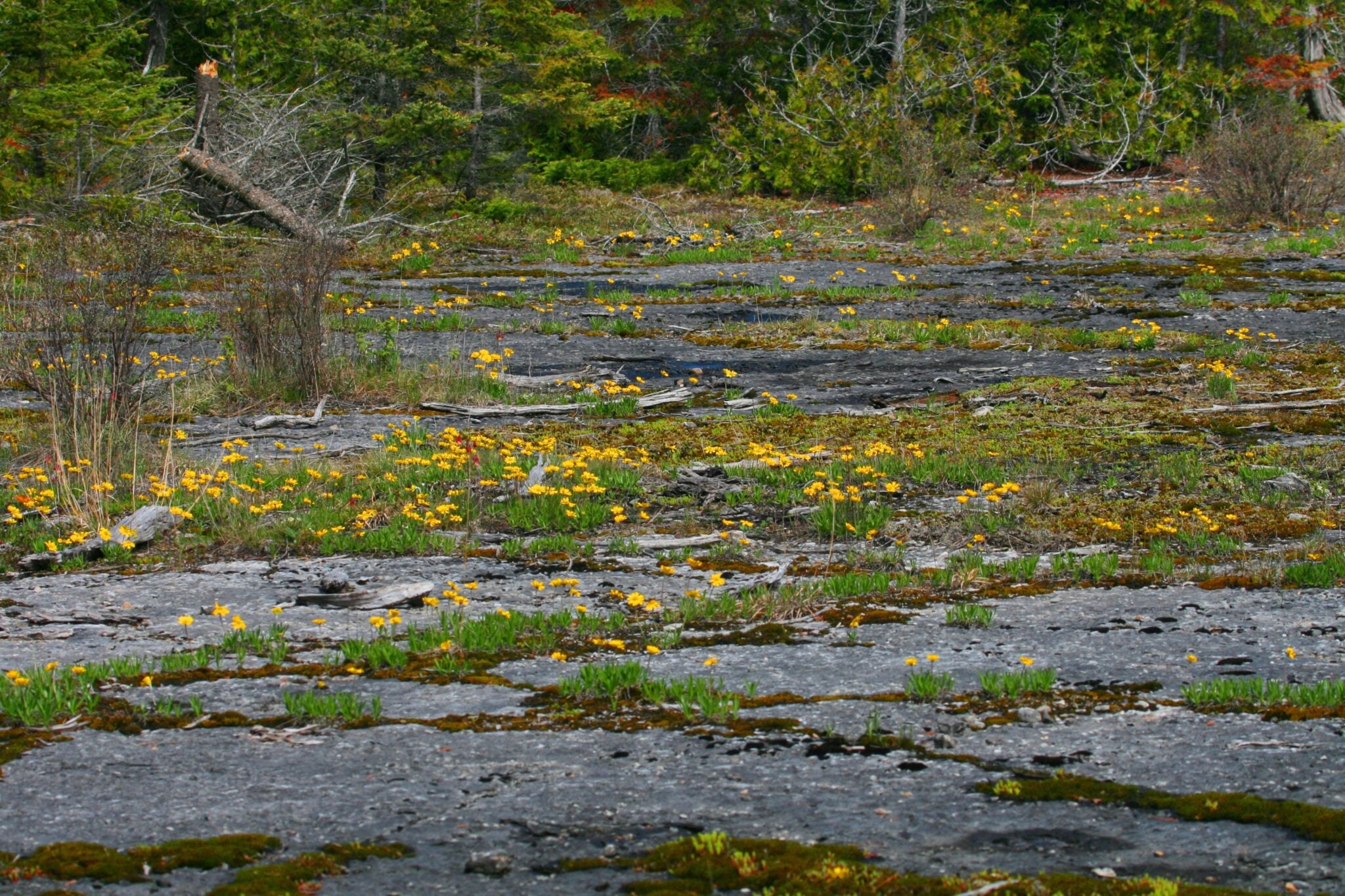 What We Do | Bruce Trail Conservancy