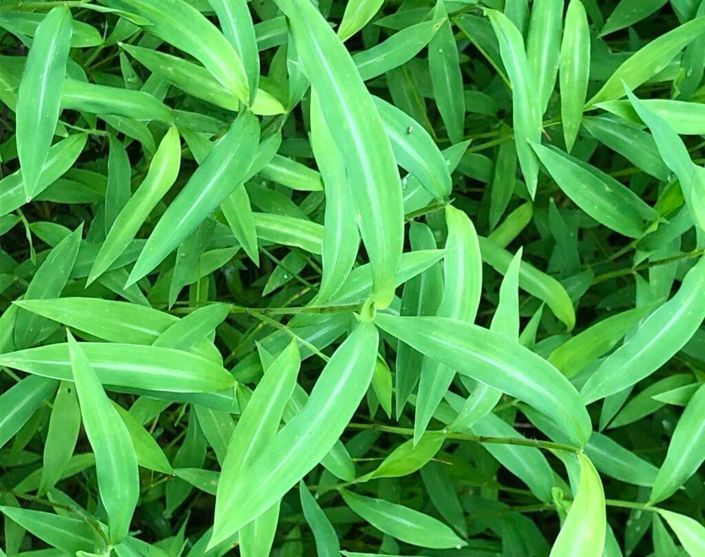 Emerging Invasive Species | Bruce Trail Conservancy