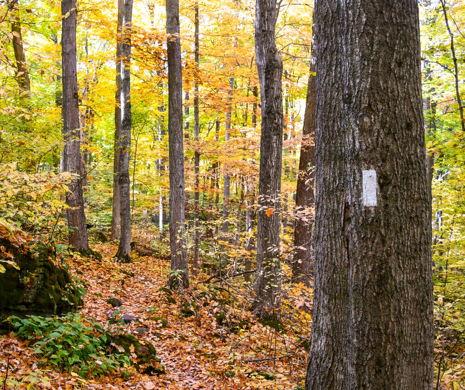 Hiking During Hunting Season | Bruce Trail Conservancy