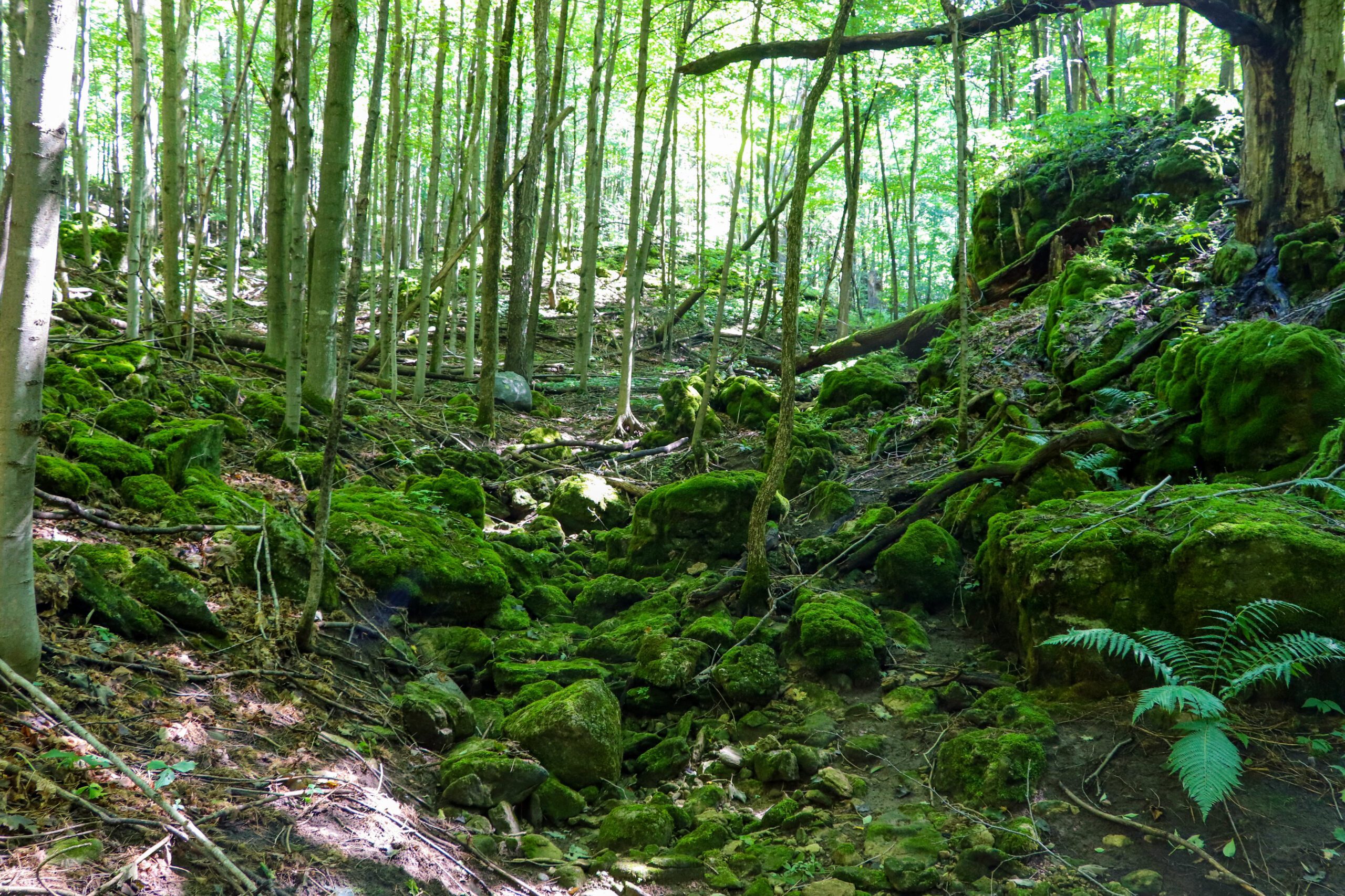 Three New Nature Reserves in the Sydenham section | Bruce Trail Conservancy