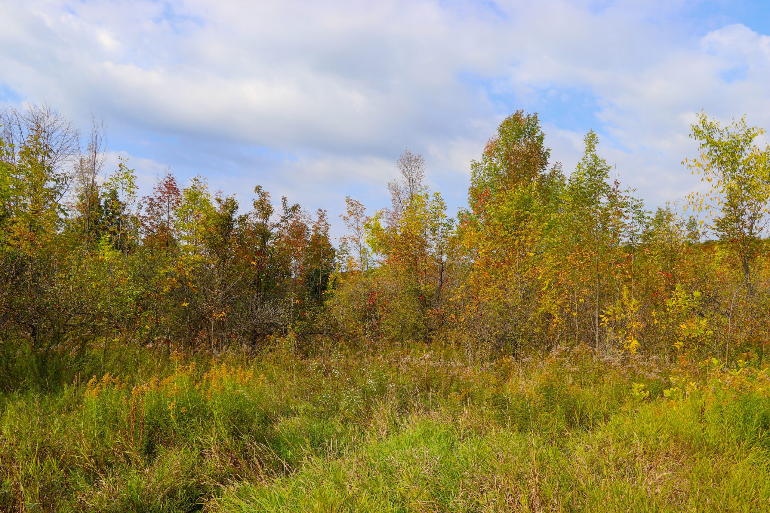 Three New Nature Reserves in the Sydenham section | Bruce Trail Conservancy