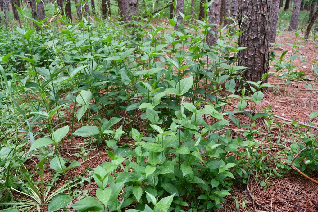 Invasive Species along the Niagara Escarpment | Bruce Trail Conservancy