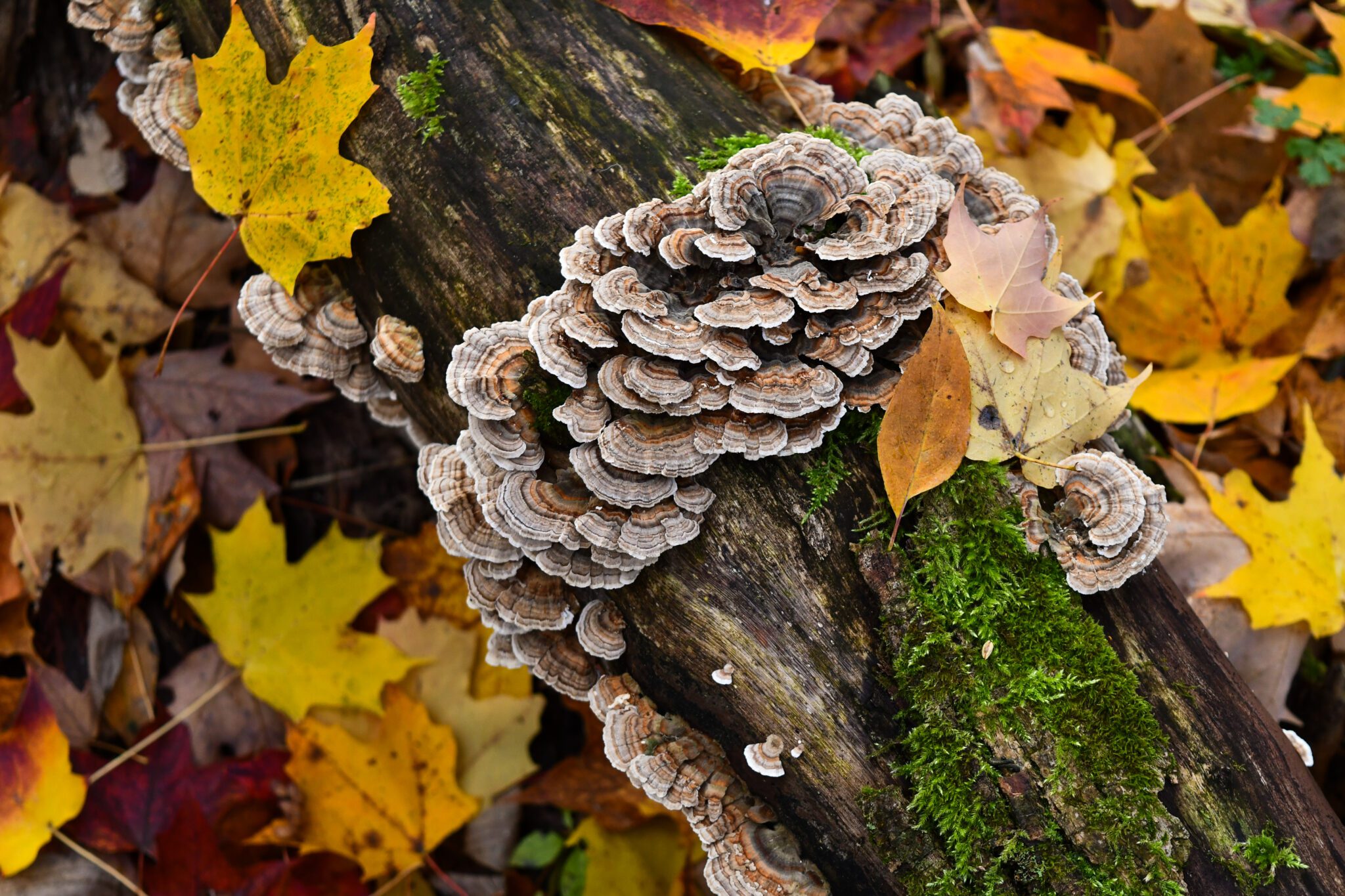 Bruce Trail Conservancy
