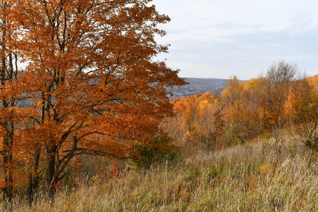Eagle's Summit Nature Reserve | Bruce Trail Conservancy