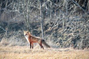 Bruce Trail Conservancy
