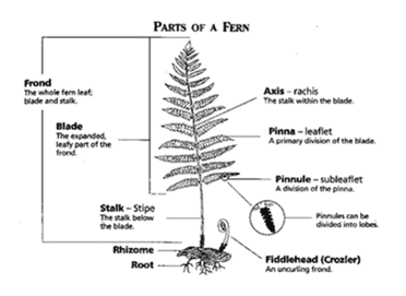 Fantastic Ferns along the Bruce Trail · iNaturalist