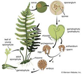Fantastic Ferns along the Bruce Trail · iNaturalist