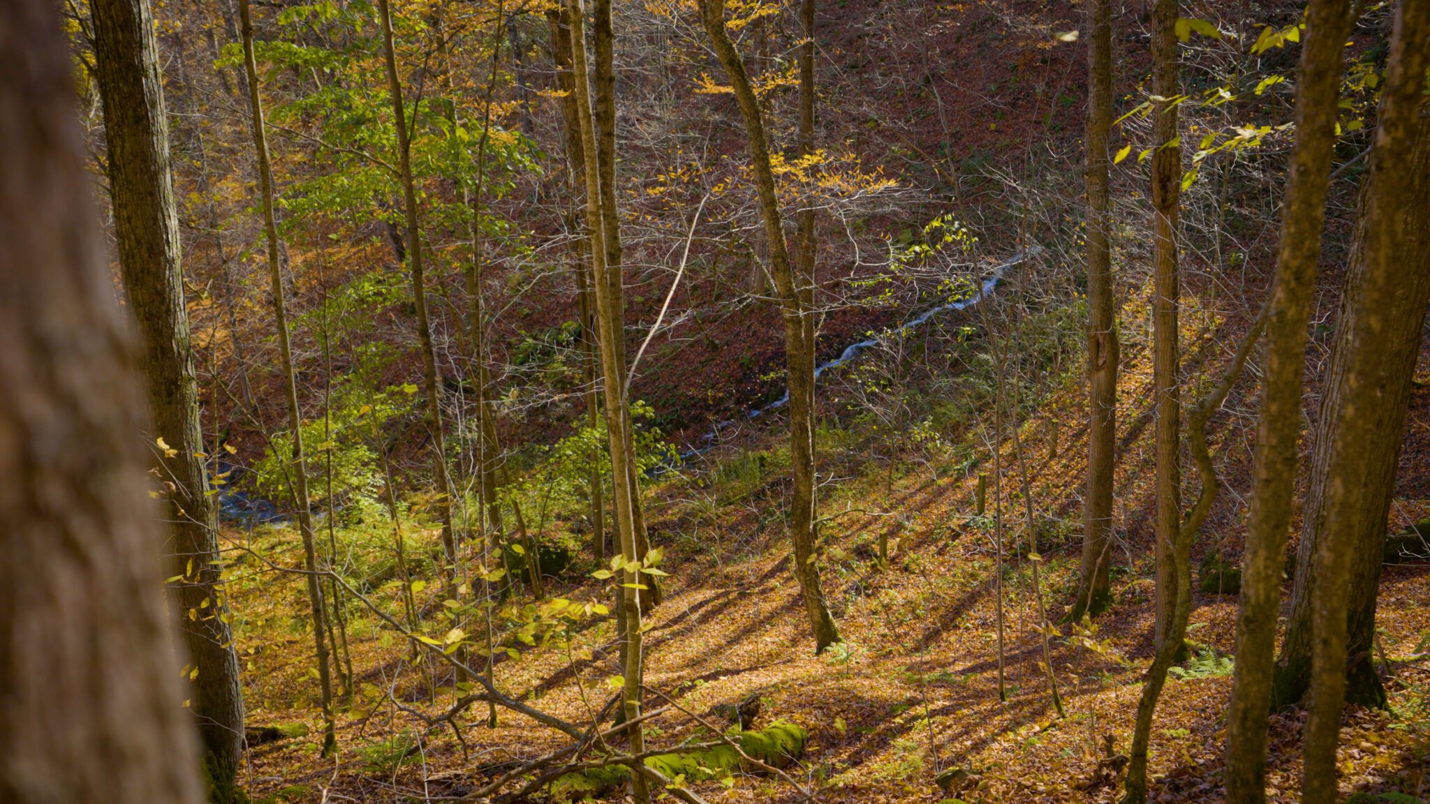 Explore the Escarpment Package Hikes | Bruce Trail Conservancy
